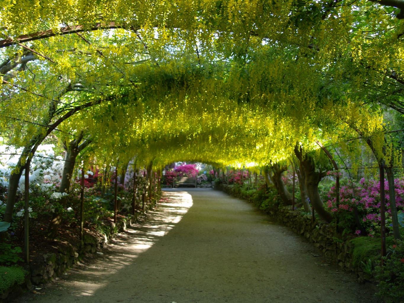 Laburnum Arch at Bodnant Garden