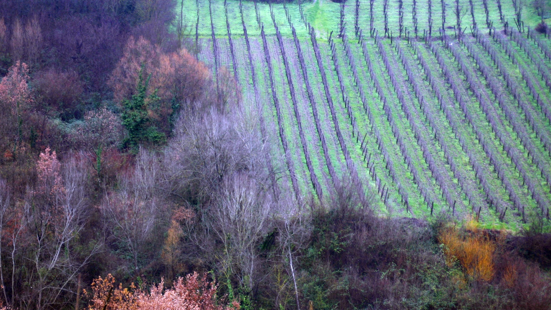 Irpinia