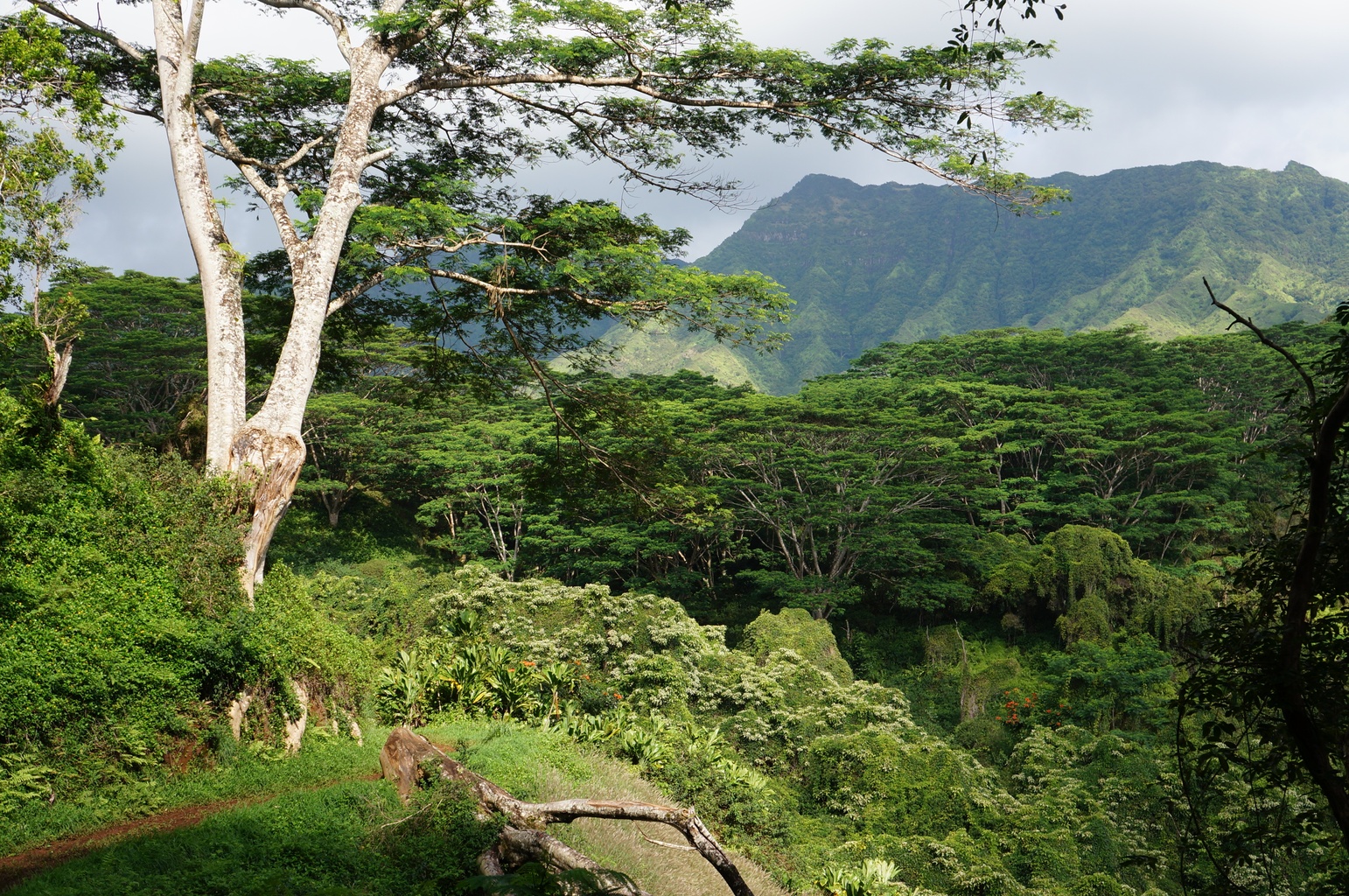 Kuilau Ridge Trail