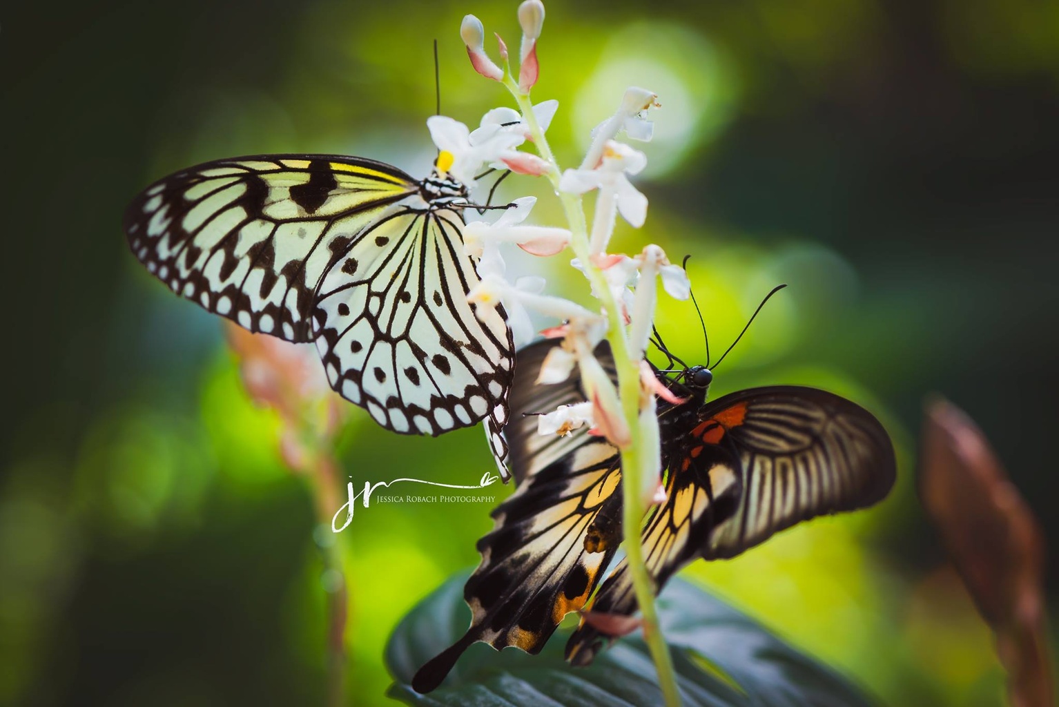Cockrell Butterfly Center