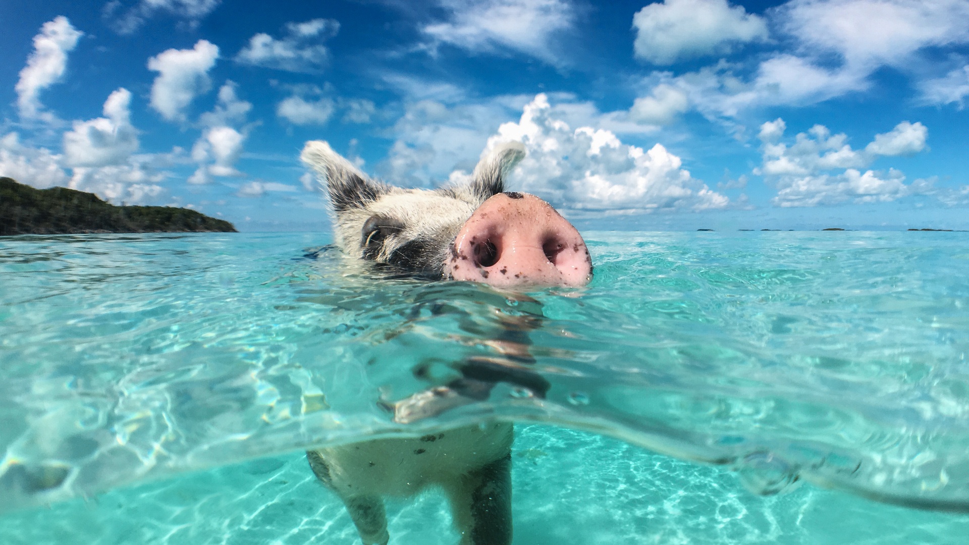 Pigs on Big Major Spot Cay (Pig Island)