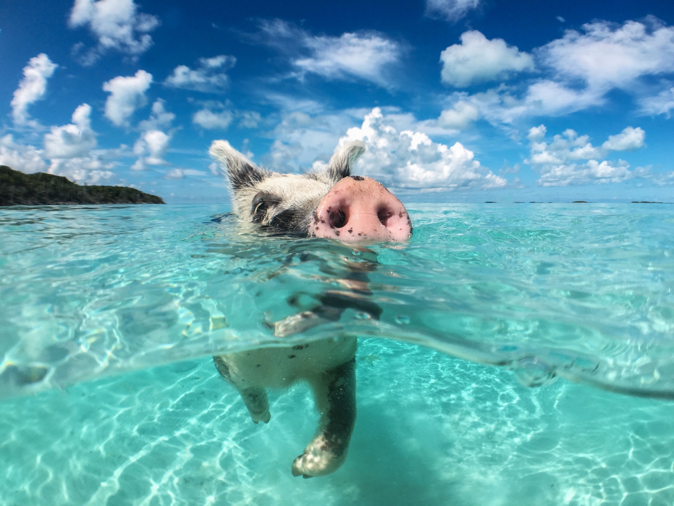 Pigs on Big Major Spot Cay (Pig Island)