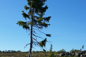 Old Tjikko Tree