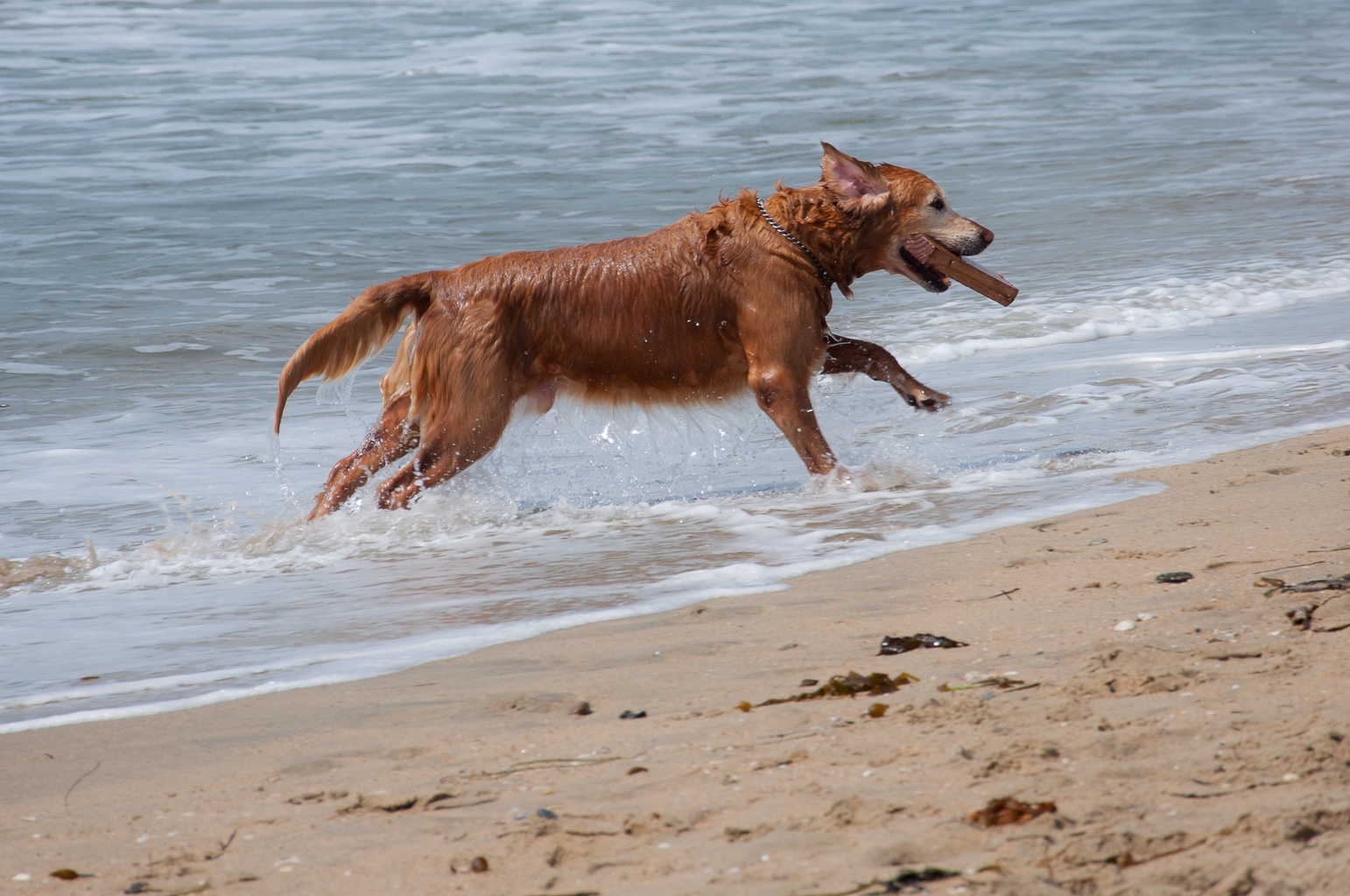 Huntington Dog Beach
