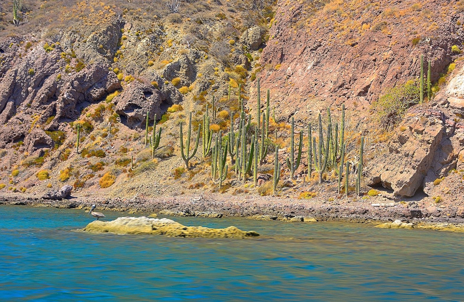 Isla del Carmen (Baja California)