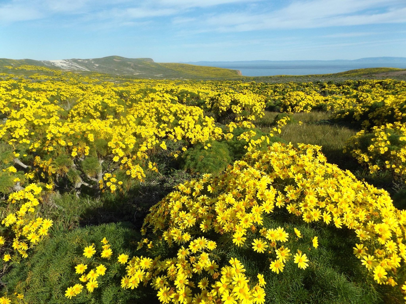 Wildflowers on Channel Islands