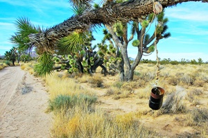 Mojave Road Penny Can Tree