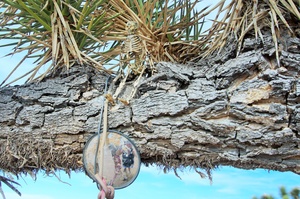 Mojave Road Penny Can Tree
