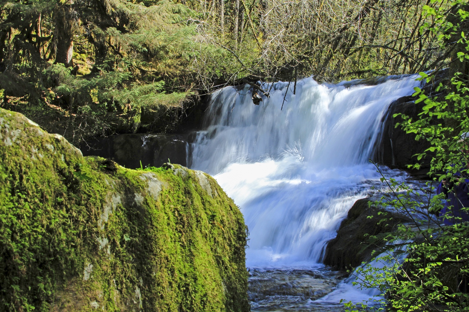 Alsea Falls Trail & Green Peak Falls Trail