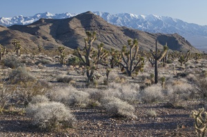 Beaver Dam Wash National Conservation Area