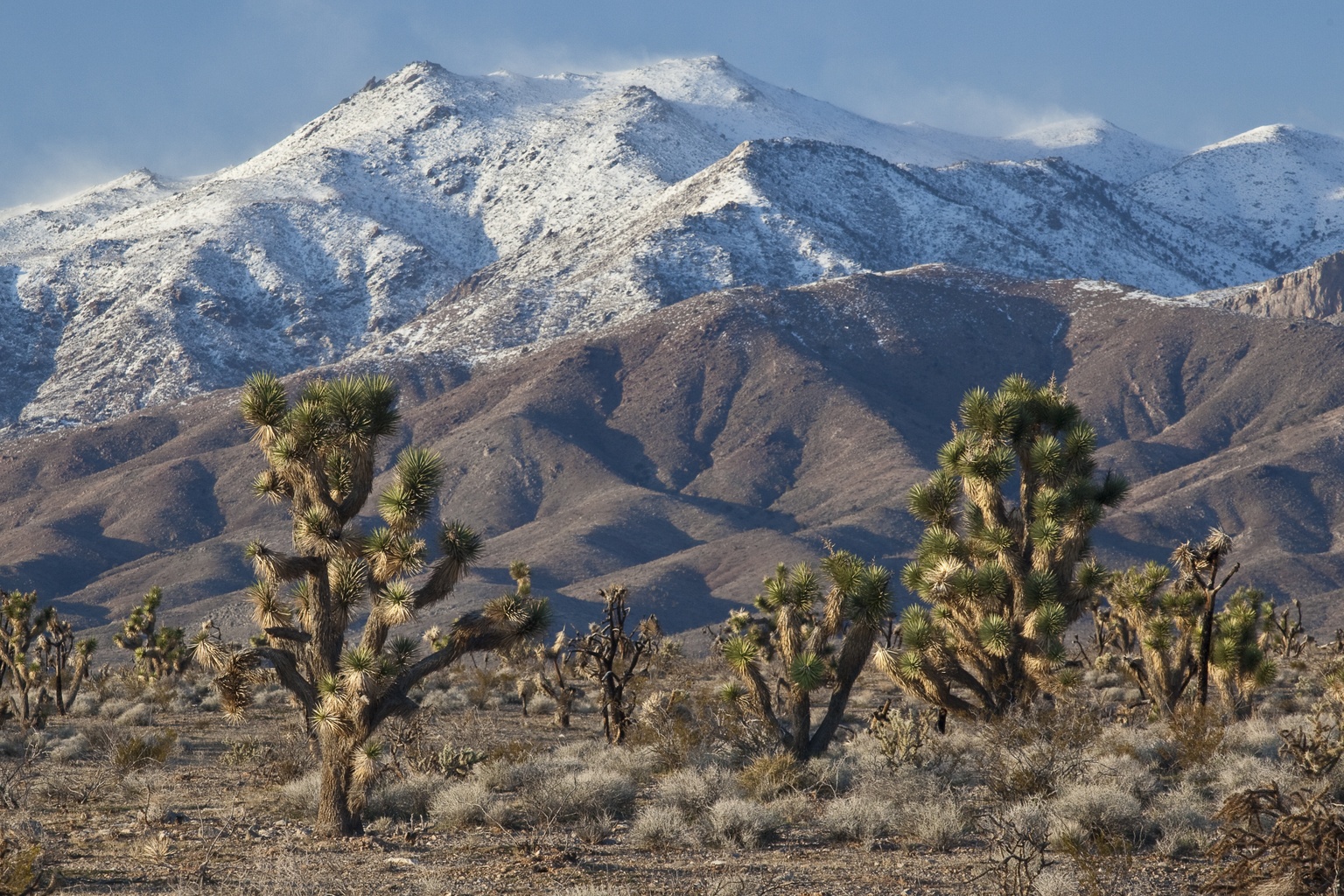 Beaver Dam Wash Joshua Trees