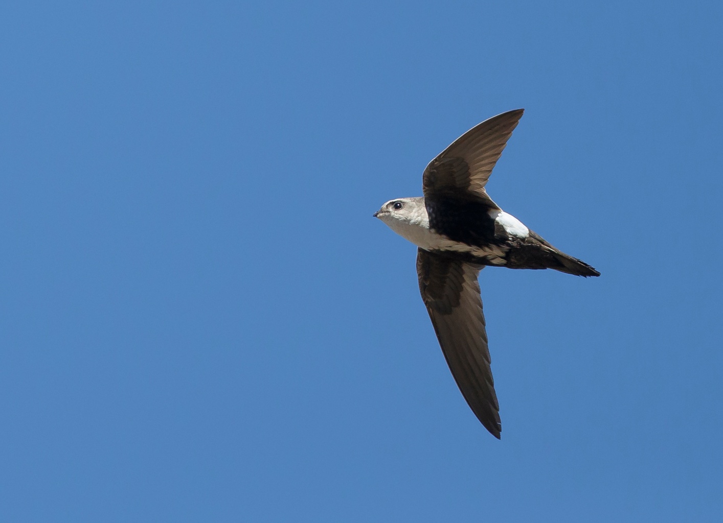 White-Throated Swift (Aeronautes saxatalis)