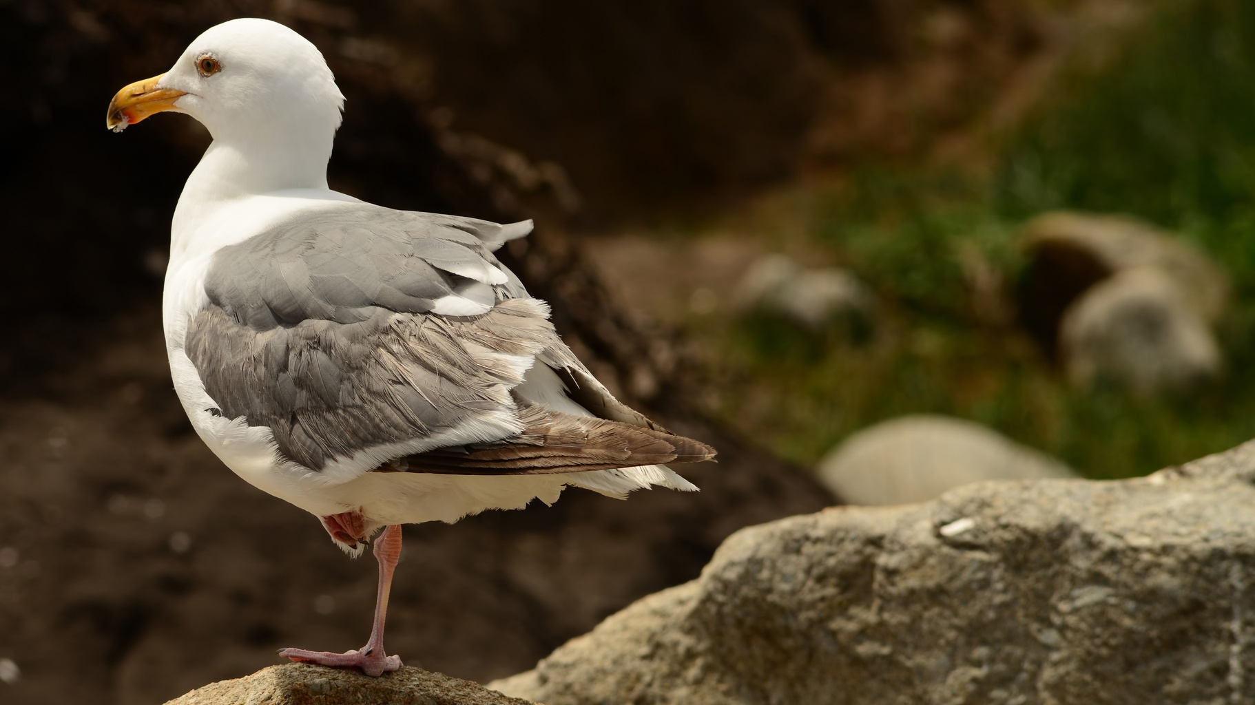 Western Gull (Larus occidentalis)