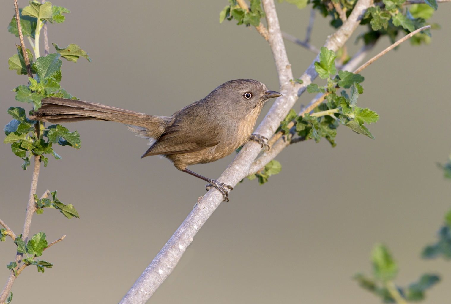Wrentit (Chamaea fasciata)