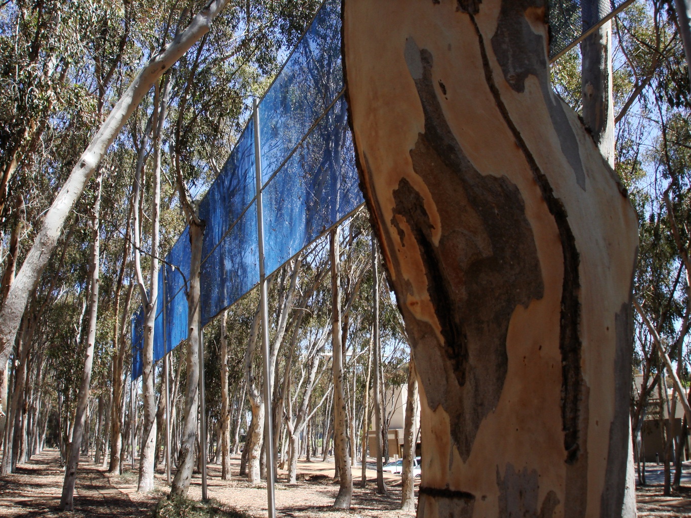 Two Running Violet V Forms