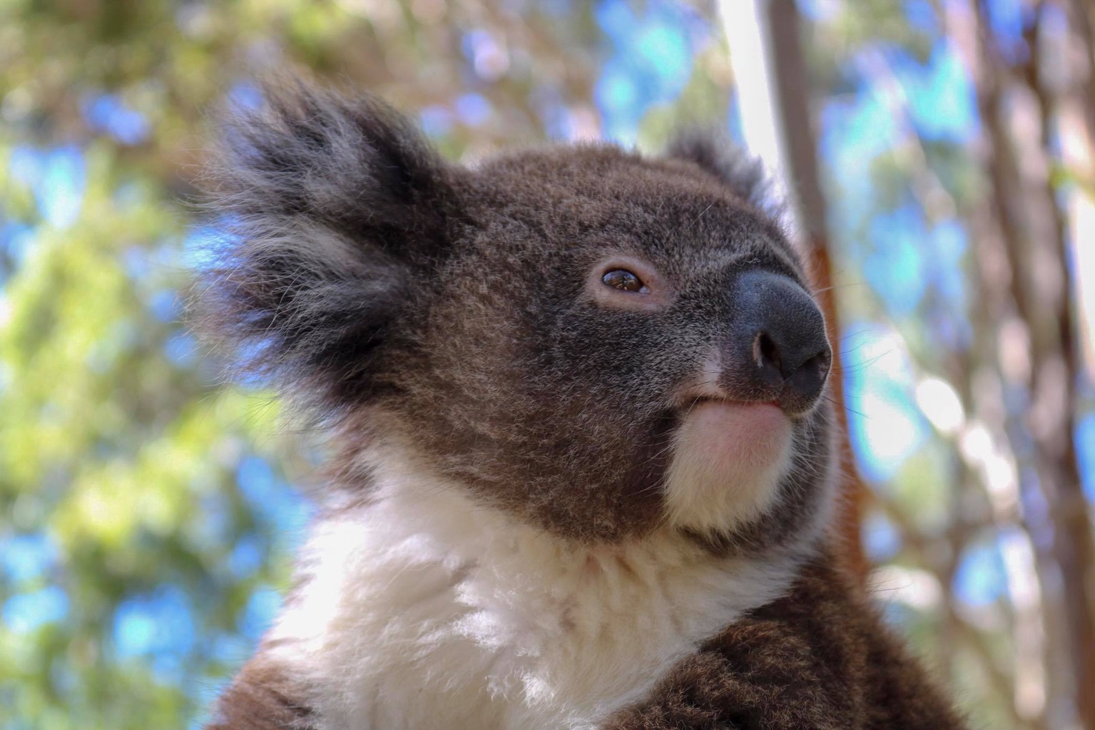 Cleland Wildlife Park