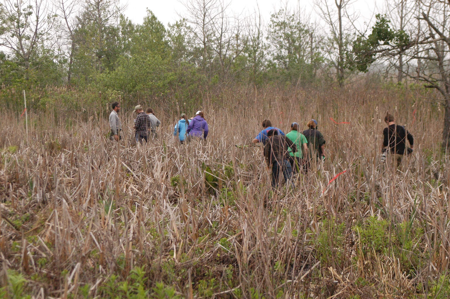 Cowles Bog Trail