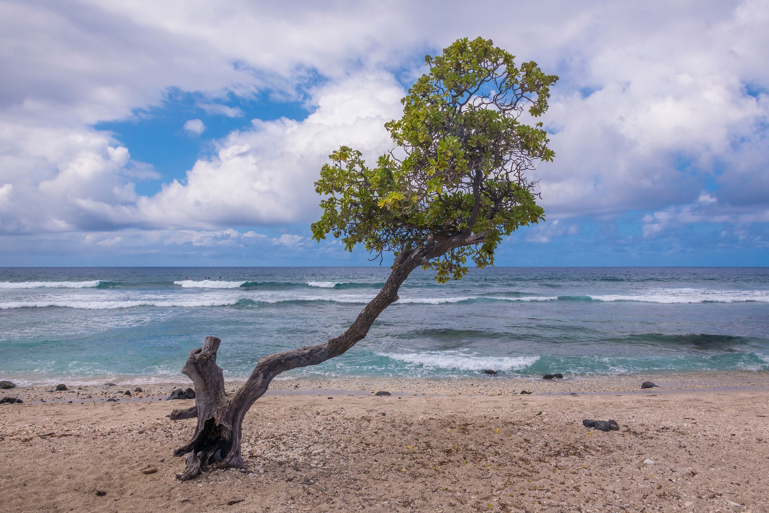 Pine Trees Surfing Beach