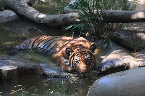 Charles Paddock Zoo