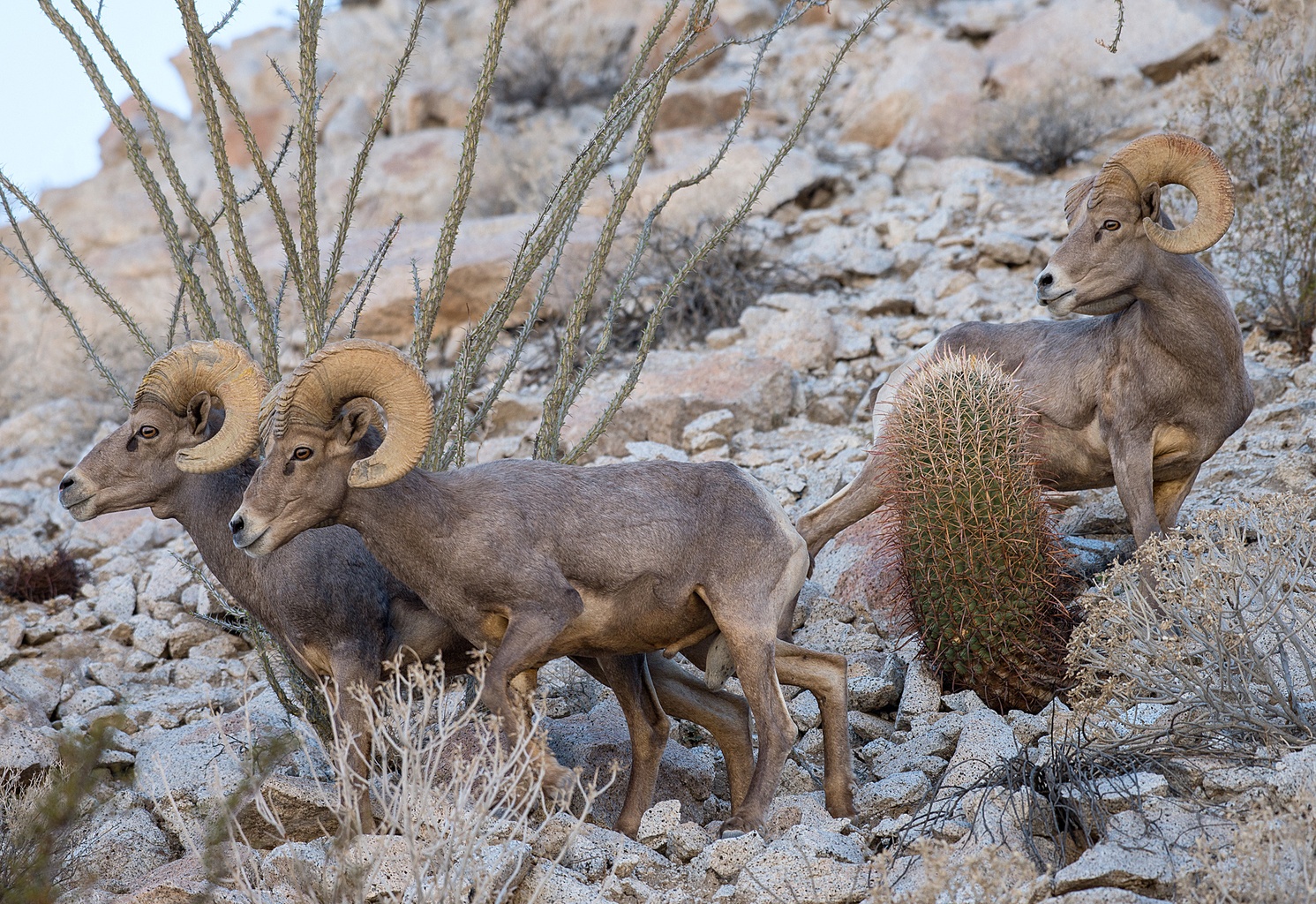 Desert Bighorn Sheep in the Wild
