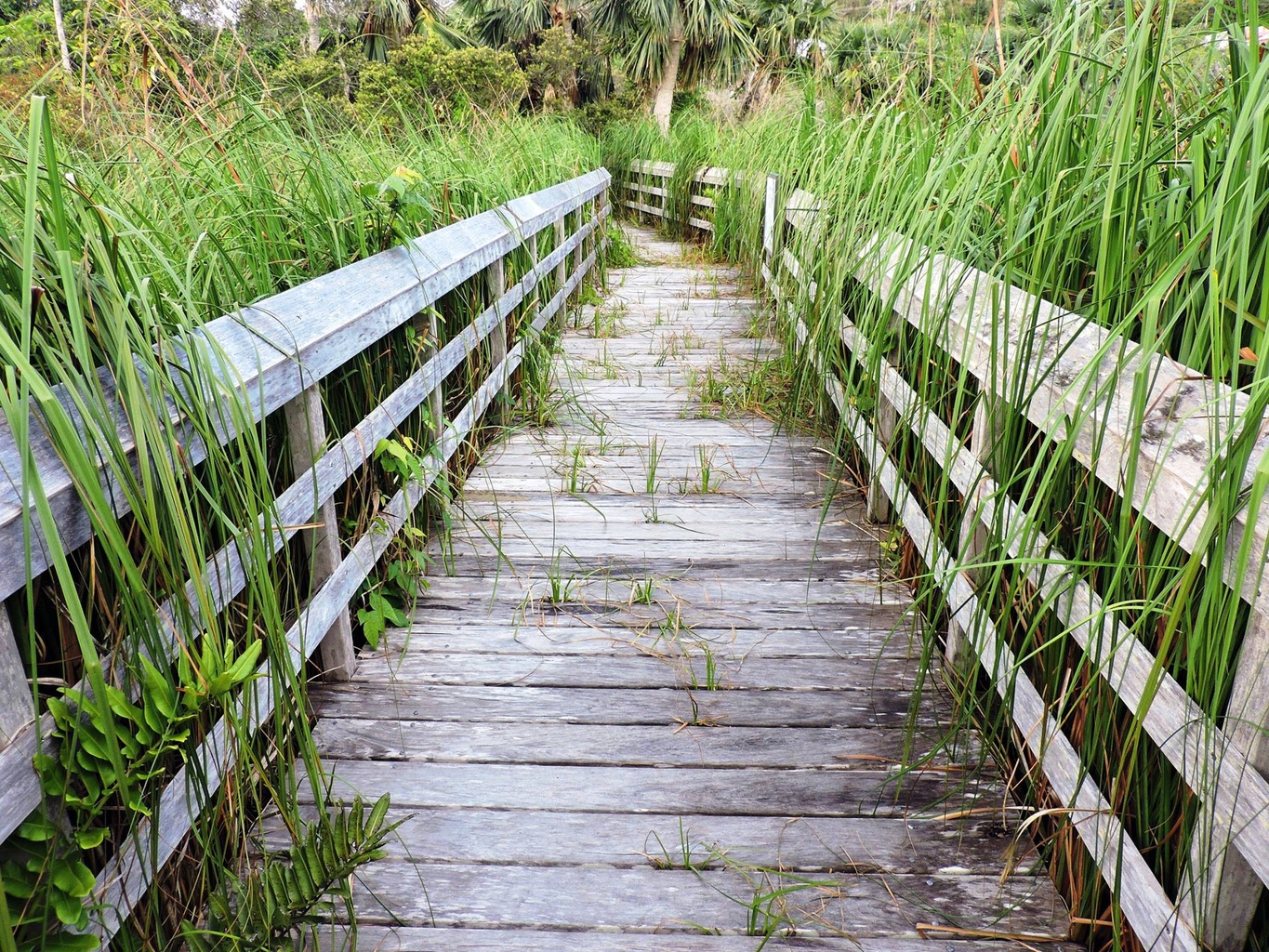Paget Marsh Nature Reserve