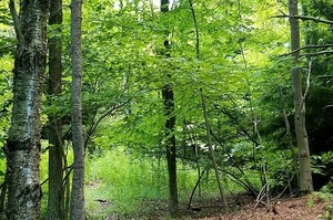Fairfax Stone Historical Monument State Park