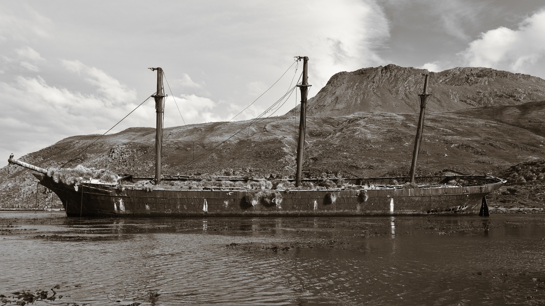 Bayard in Ocean Harbour