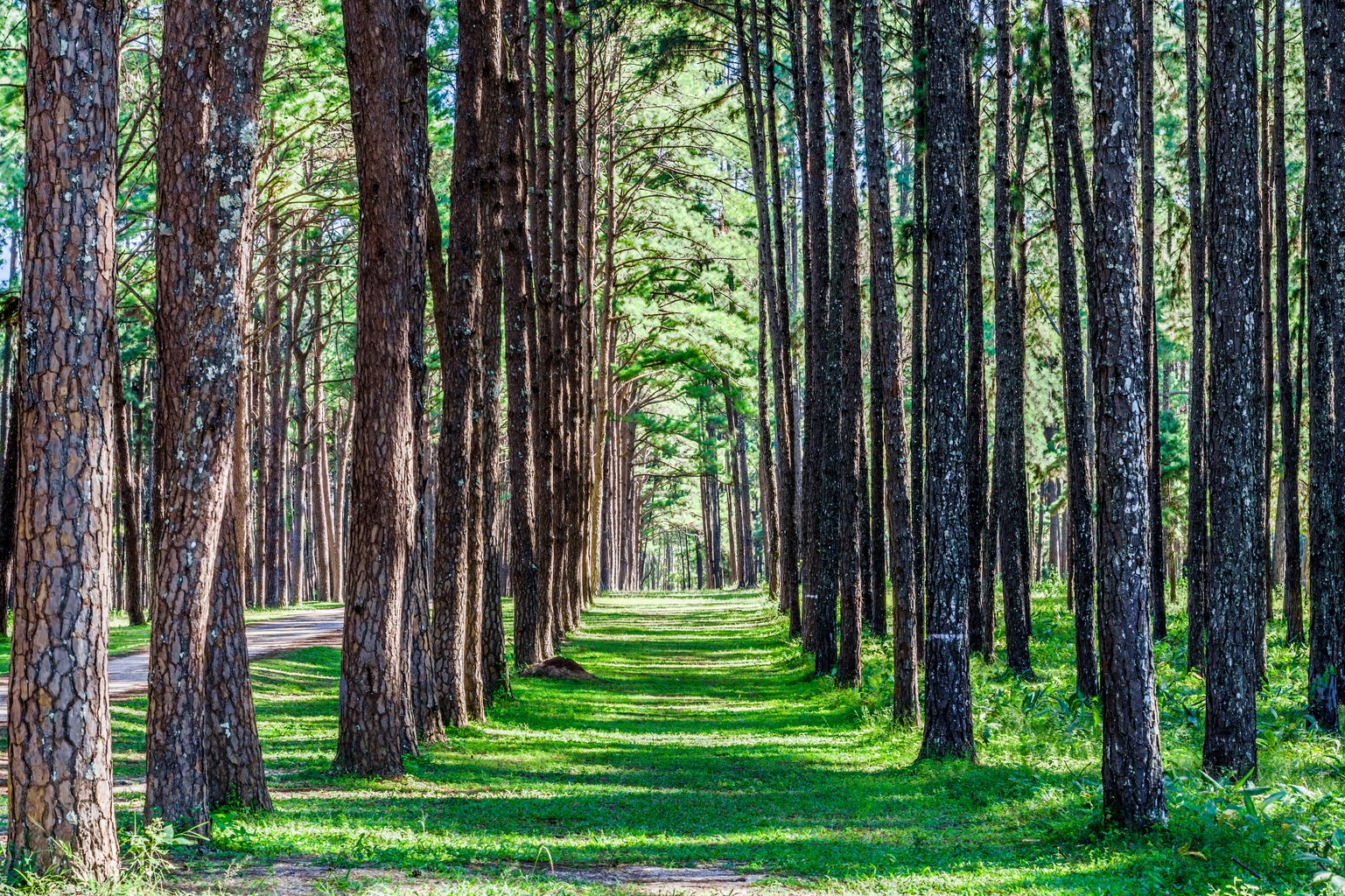 Bo Kaeo Pine Tree Garden