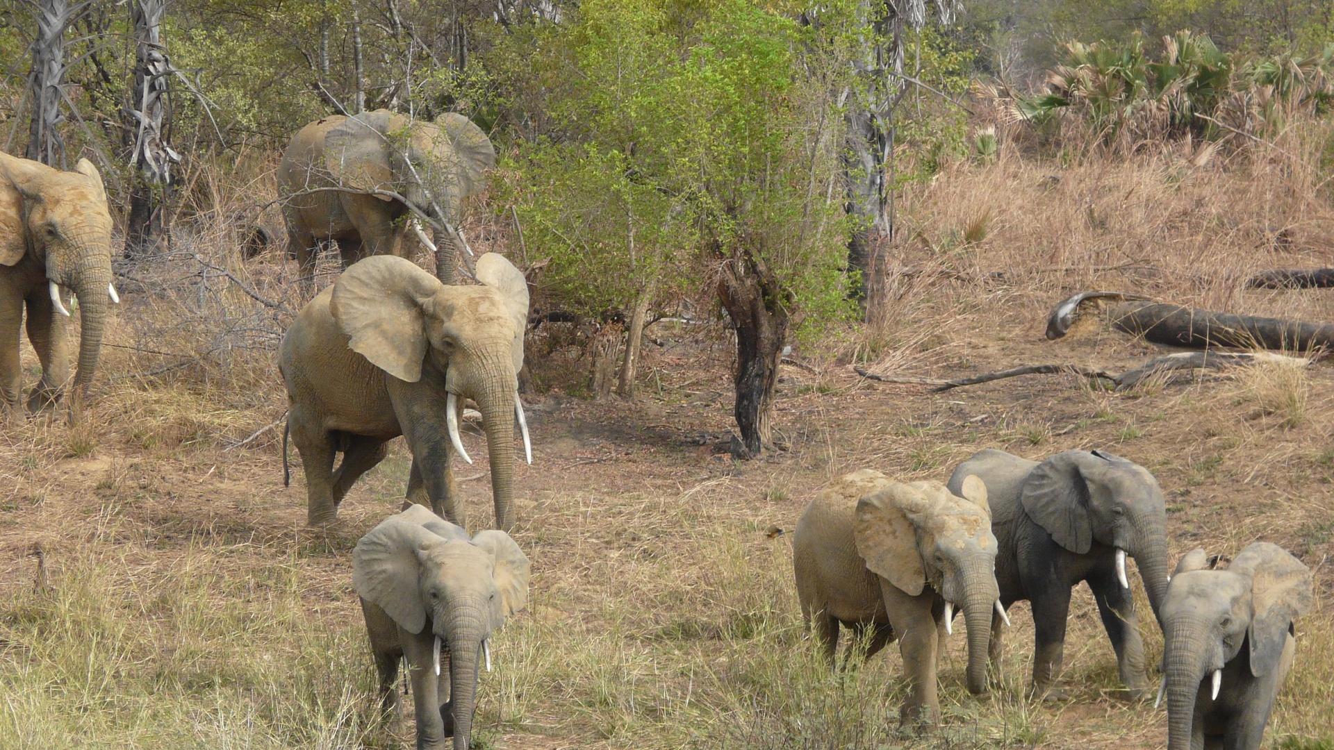 Pendjari National Park