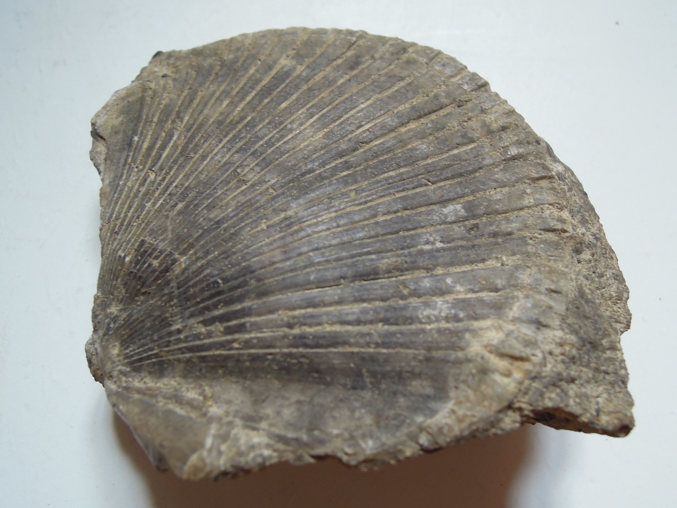 Susan Hoi - Shell Fish Cemetery