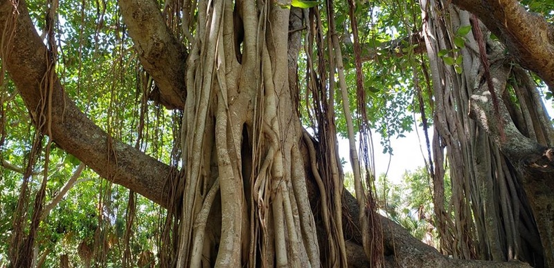 Bermuda Botanical Gardens