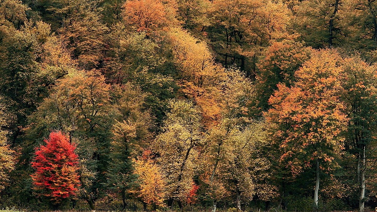 Caspian Hyrcanian Forests