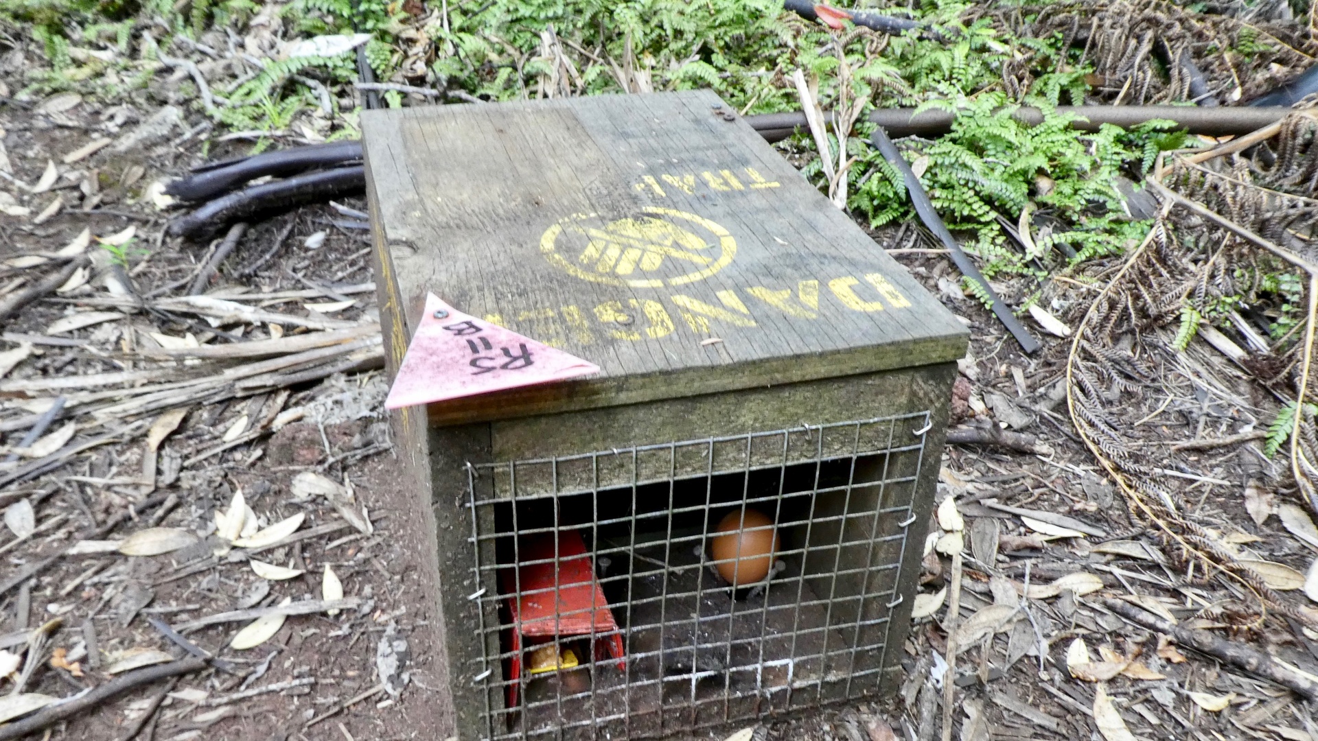 Predator Free 2050: New Zealand ramps up plan to purge all pests