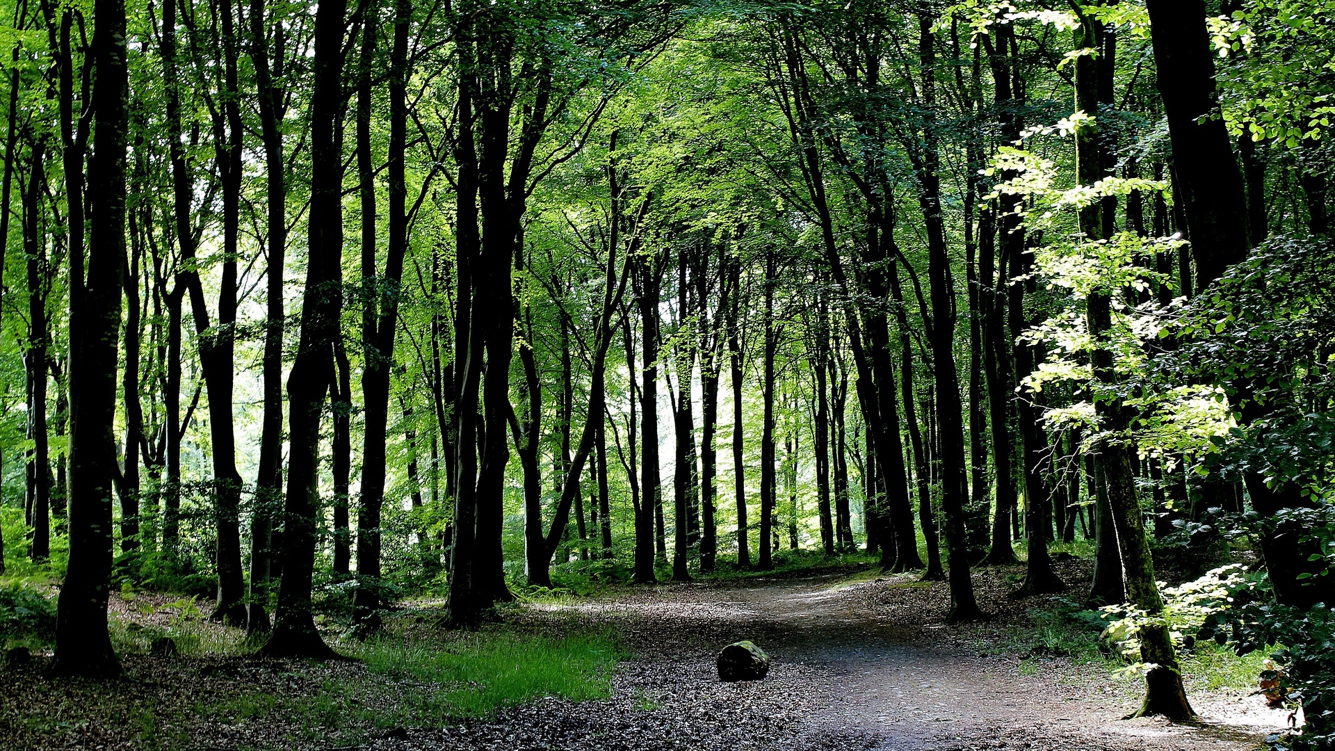 Galloway Forest Park