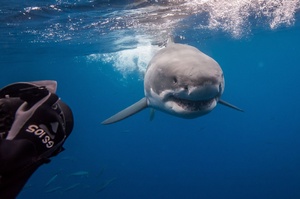 Great White Shark off Farallon Islands