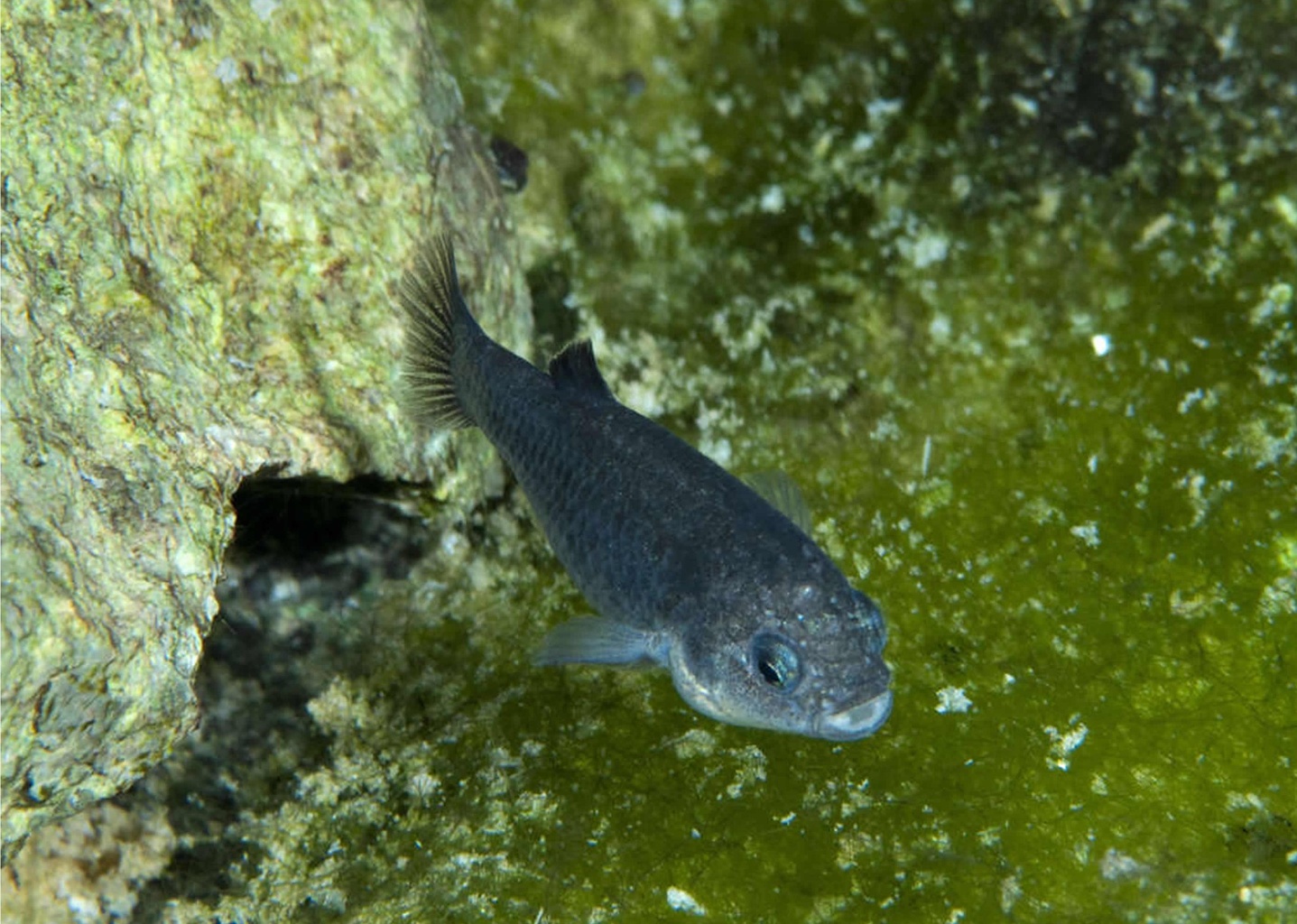 How some of the world's rarest fish dodged a California earthquake