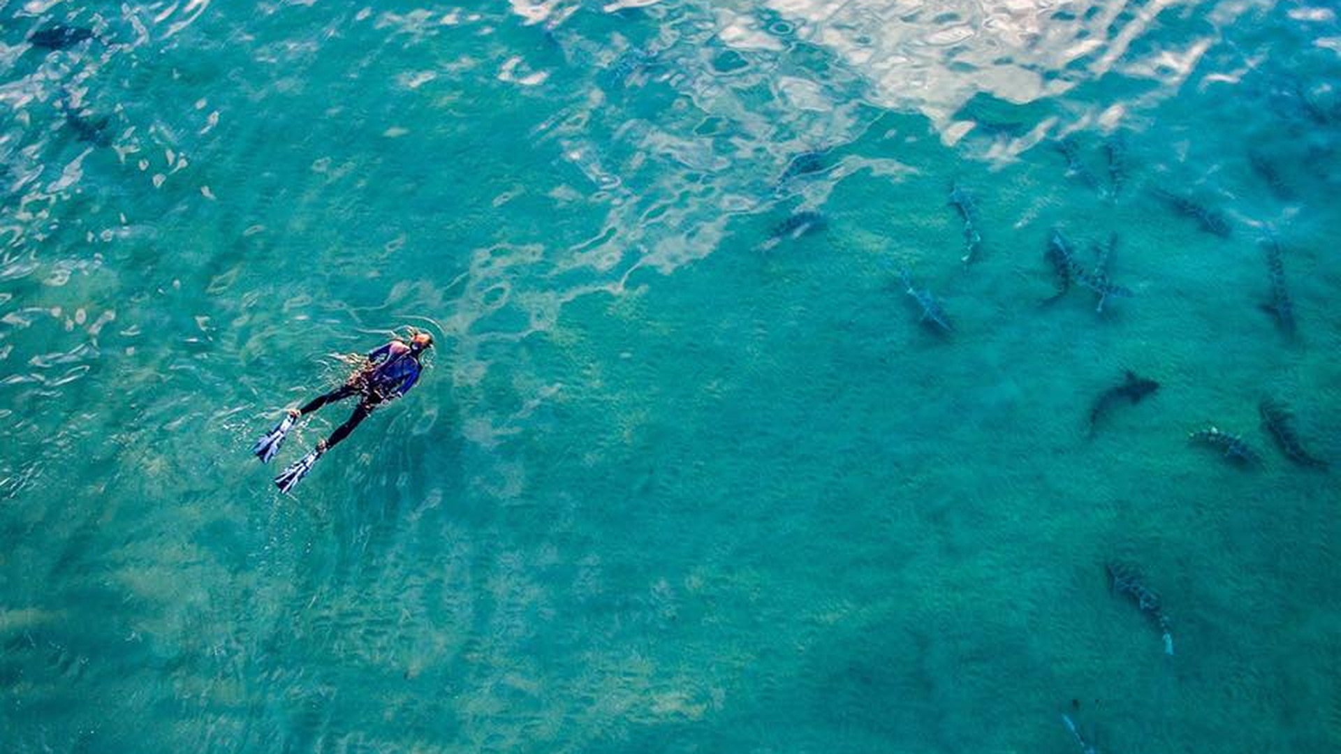 Drone video captures massive group leopard sharks off La Jolla