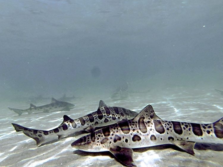 3 Best Spots to Find Leopard Sharks in La Jolla