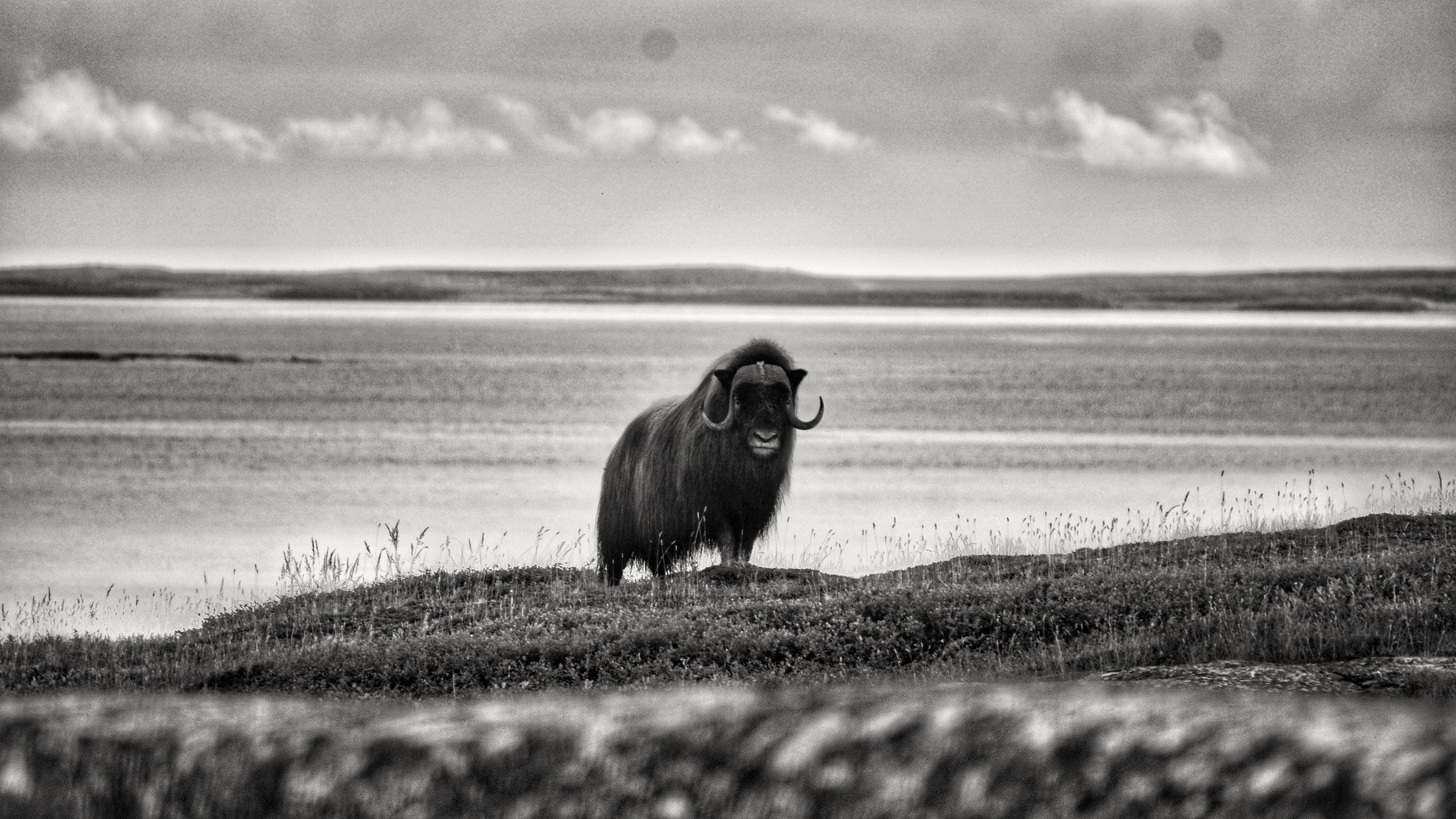 Bootherium Bombifrons