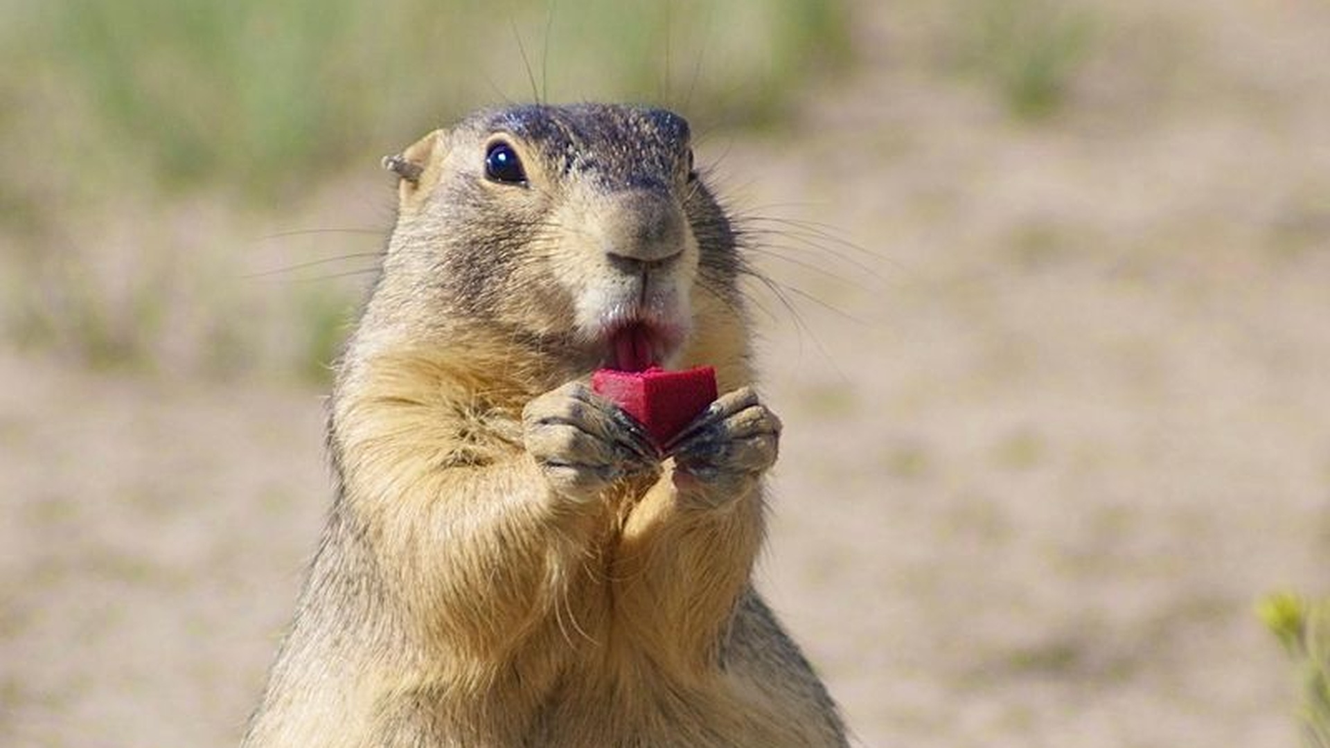 Plague-Infected Prairie Dogs Cause Parks to Close Near Denver