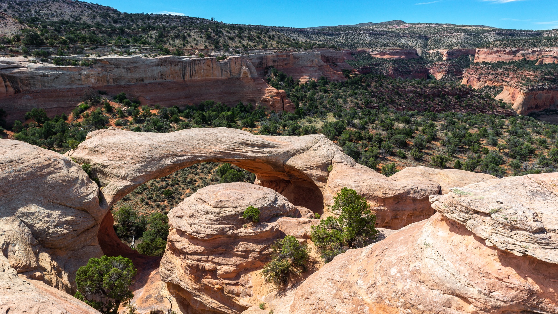 Cedar Tree Arch (Rainbow Arch)