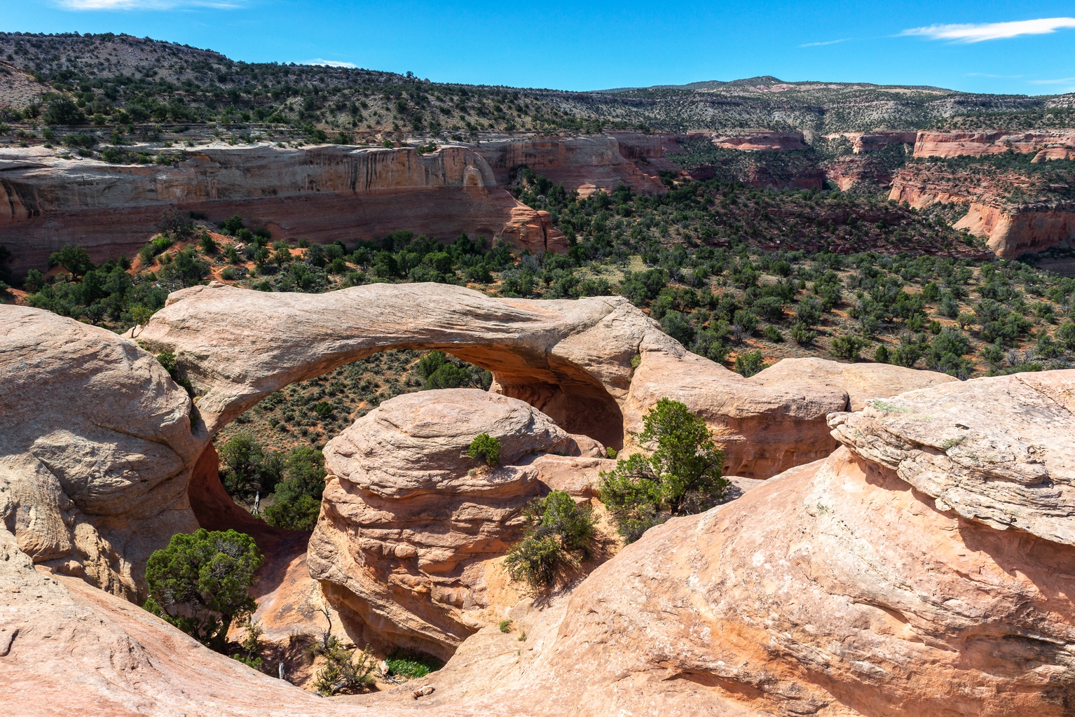 Cedar Tree Arch (Rainbow Arch)