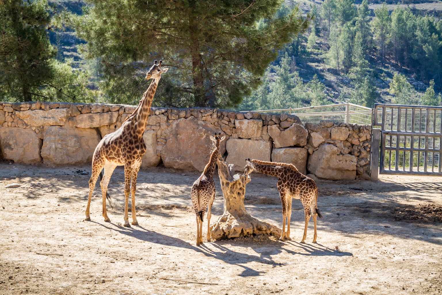 Jerusalem Biblical Zoo