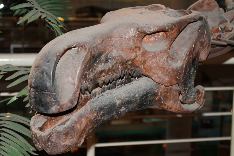 Paleozoological Museum of China