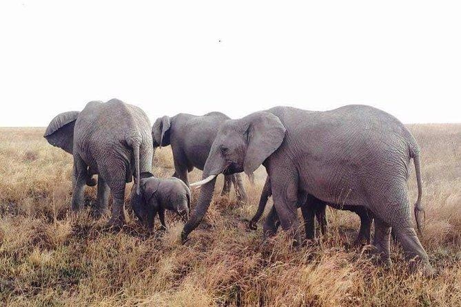 Day Trip Arusha National Park