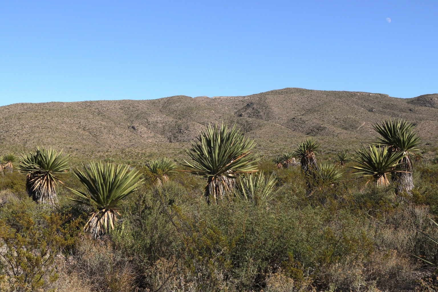 Dagger Flat Auto Trail