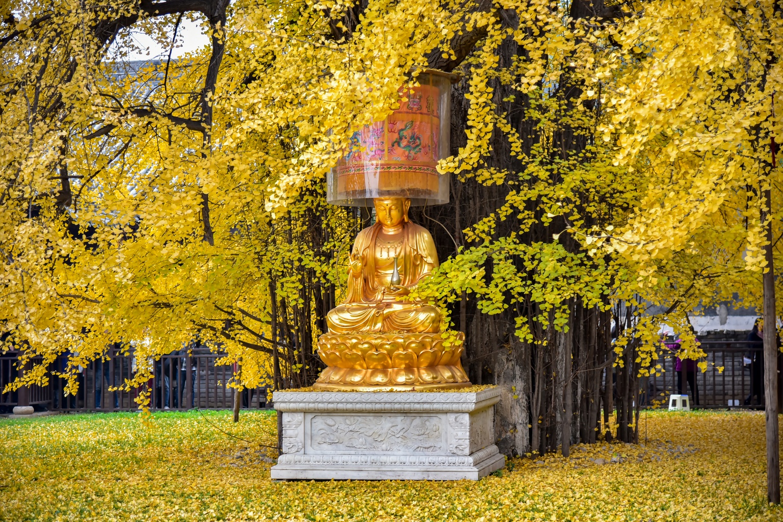 Guanyin Gumiao Temple & Ginkgo Tree