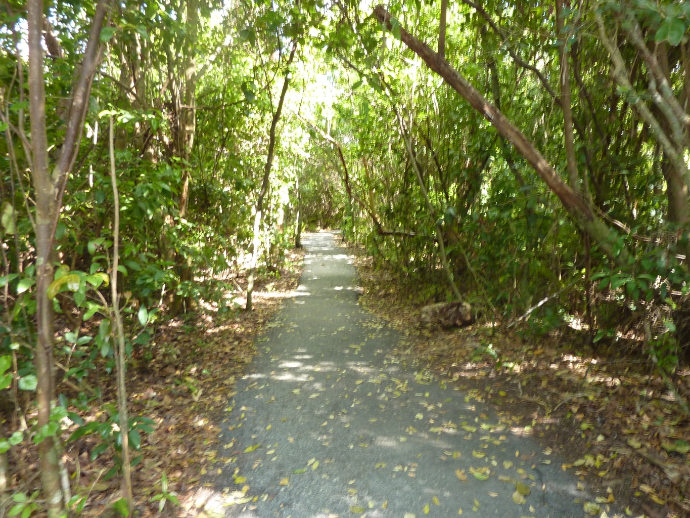 Gumbo Limbo Trail