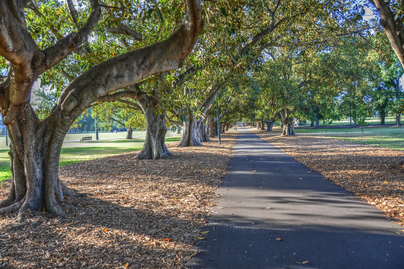 Fawkner Park