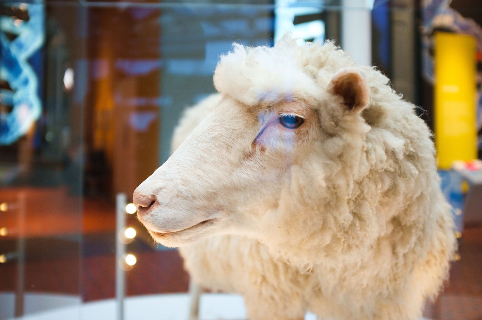 National Wool Museum